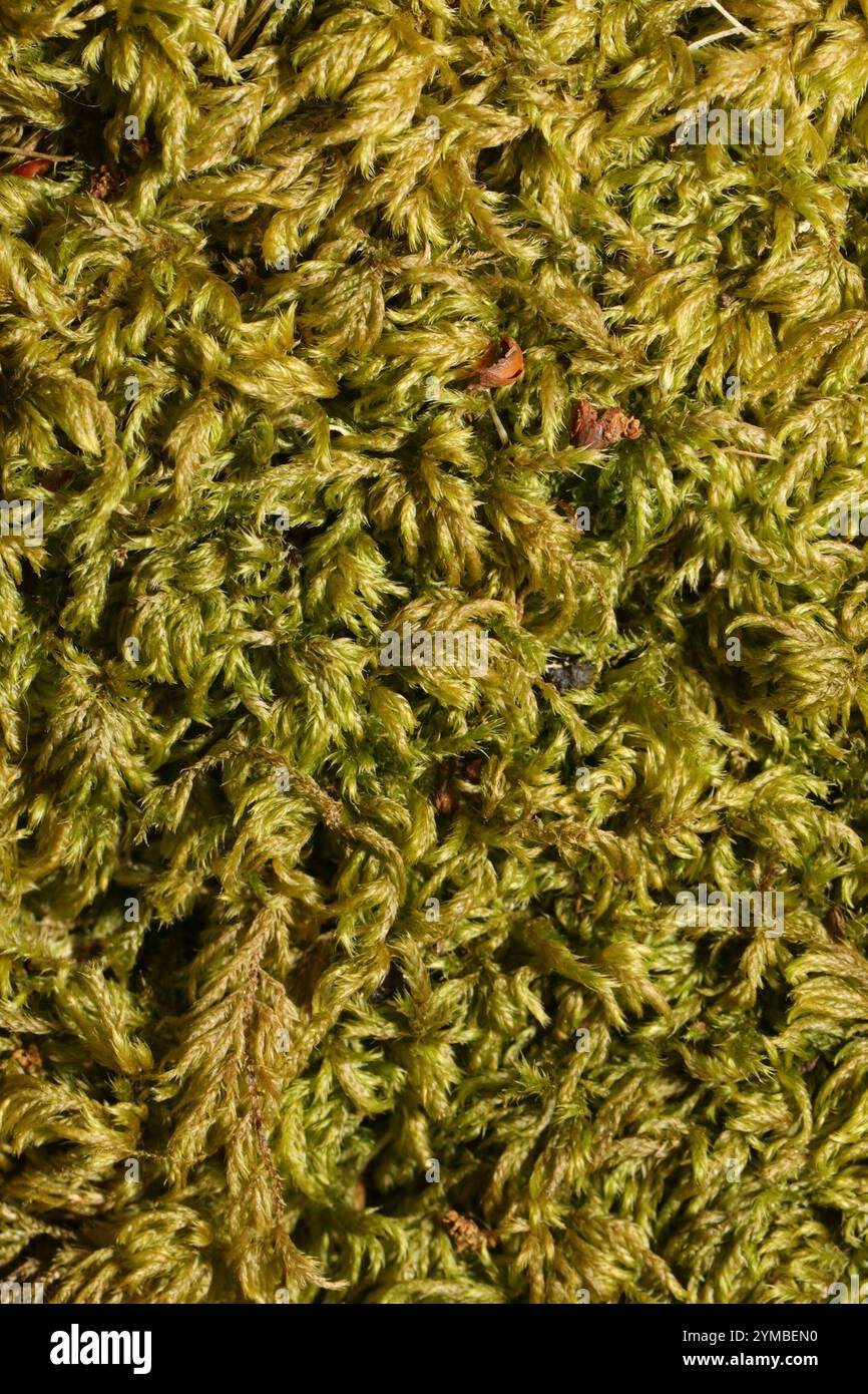 Mouse-tail Moss (Pseudisothecium myosuroides Stock Photo - Alamy