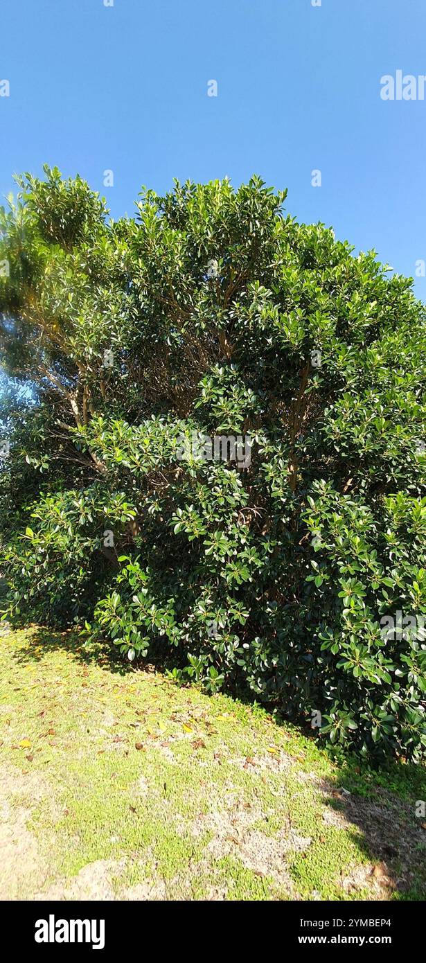 Port Jackson fig (Ficus rubiginosa Stock Photo - Alamy