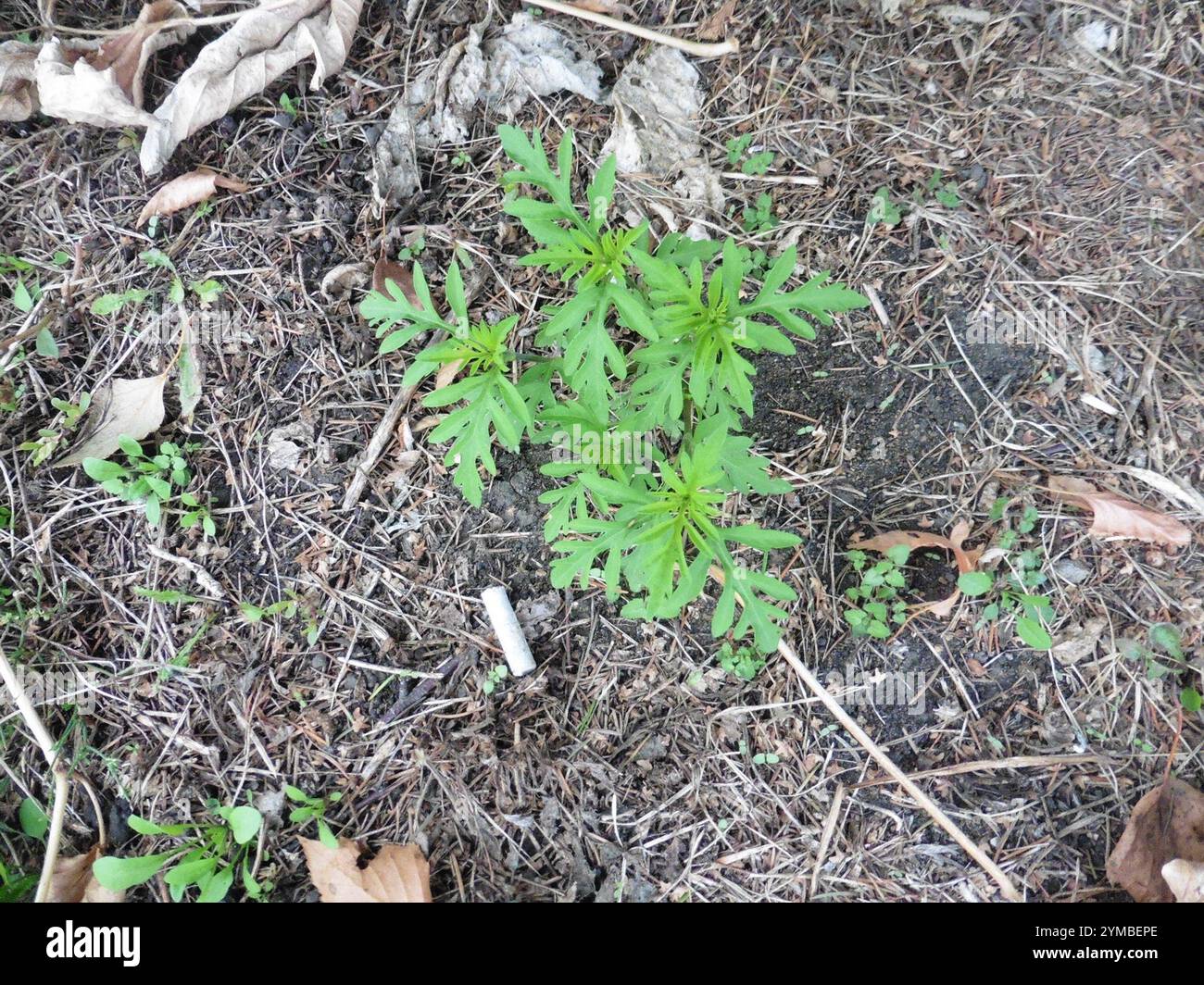 common ragweed (Ambrosia artemisiifolia Stock Photo - Alamy