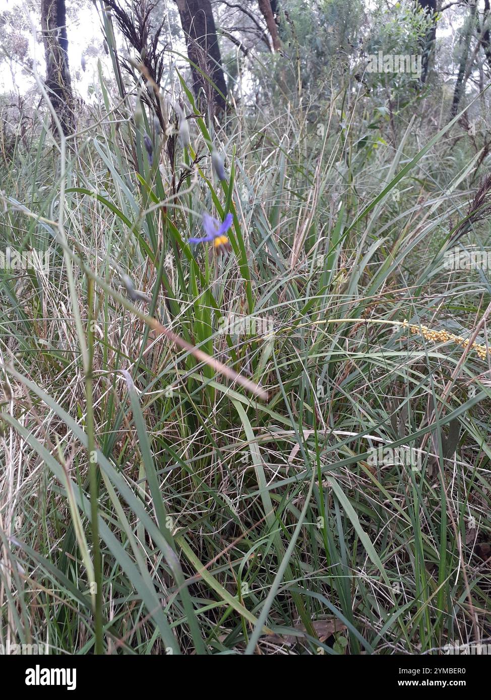 Blueberry Lily (Dianella revoluta Stock Photo - Alamy