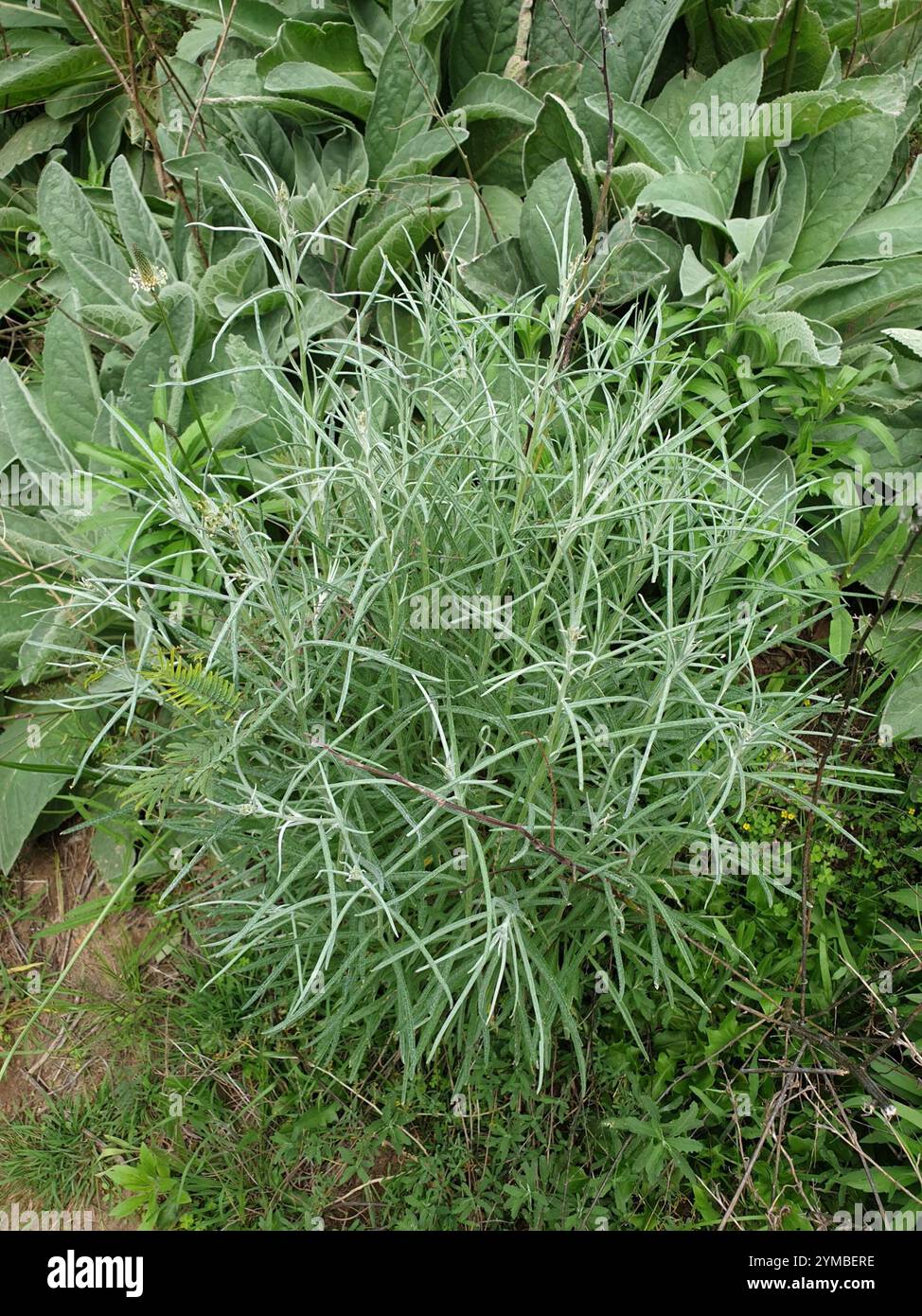 cotton burnweed (Senecio quadridentatus Stock Photo - Alamy