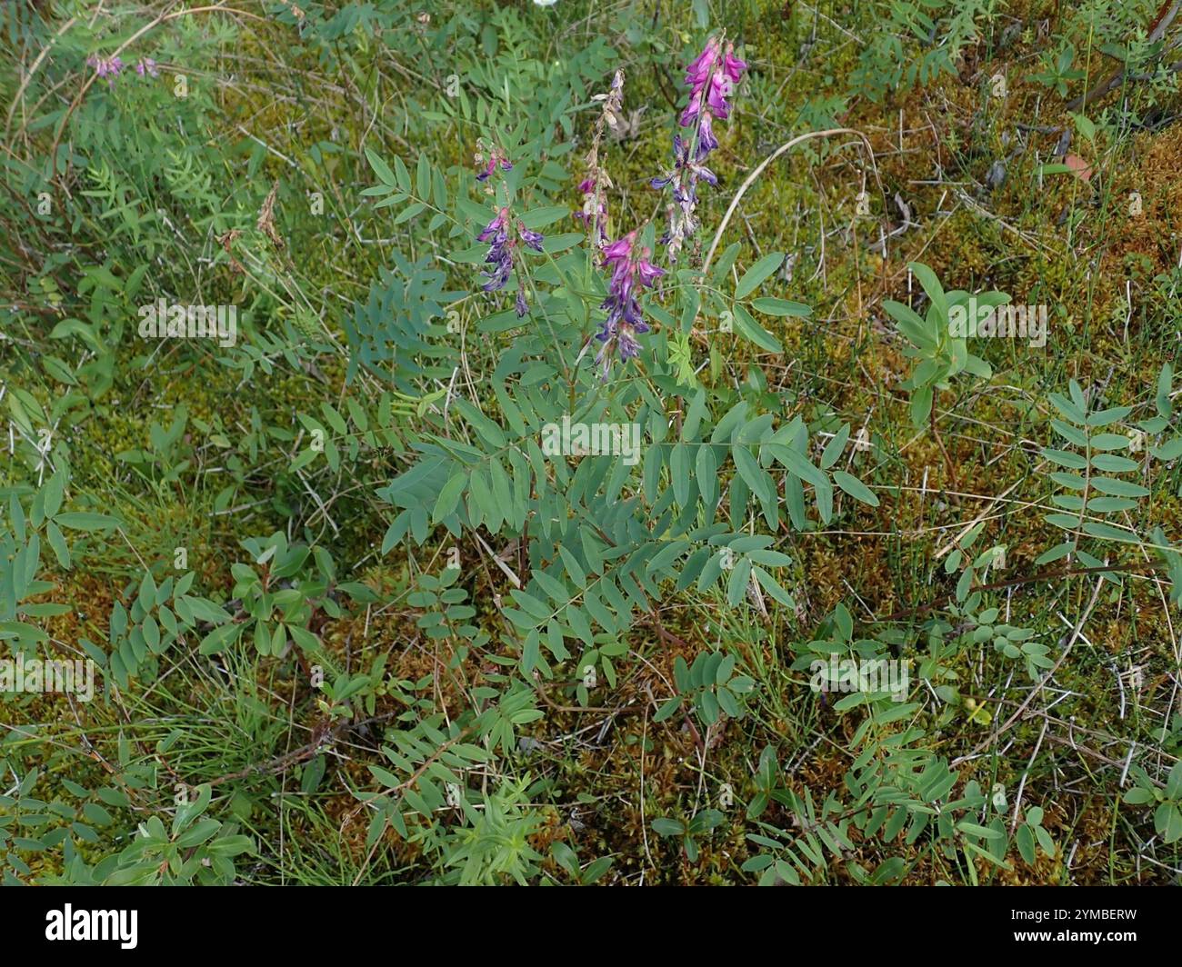 Alpine Sweet-vetch (Hedysarum alpinum Stock Photo - Alamy