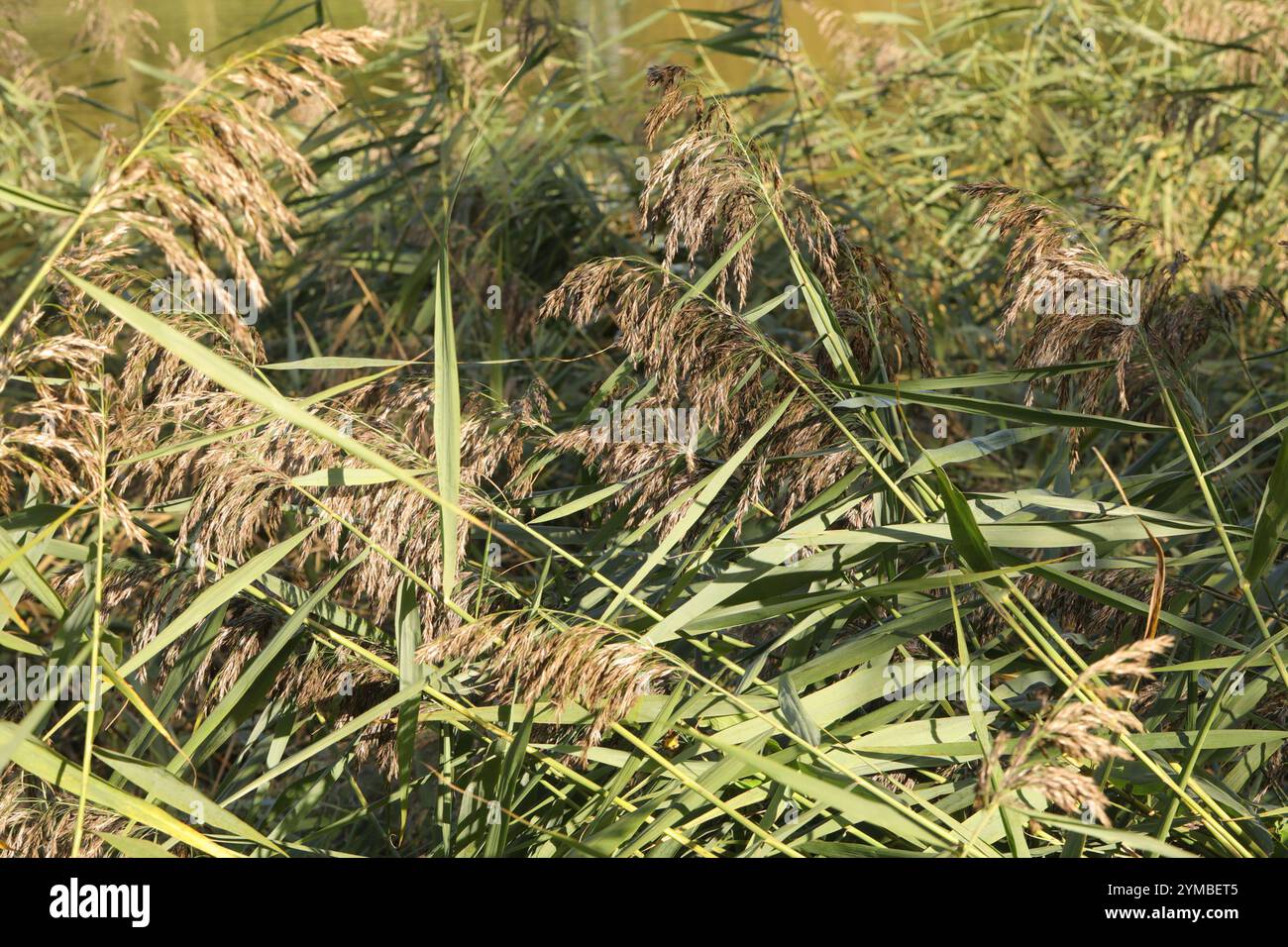 European reed (Phragmites australis australis Stock Photo - Alamy