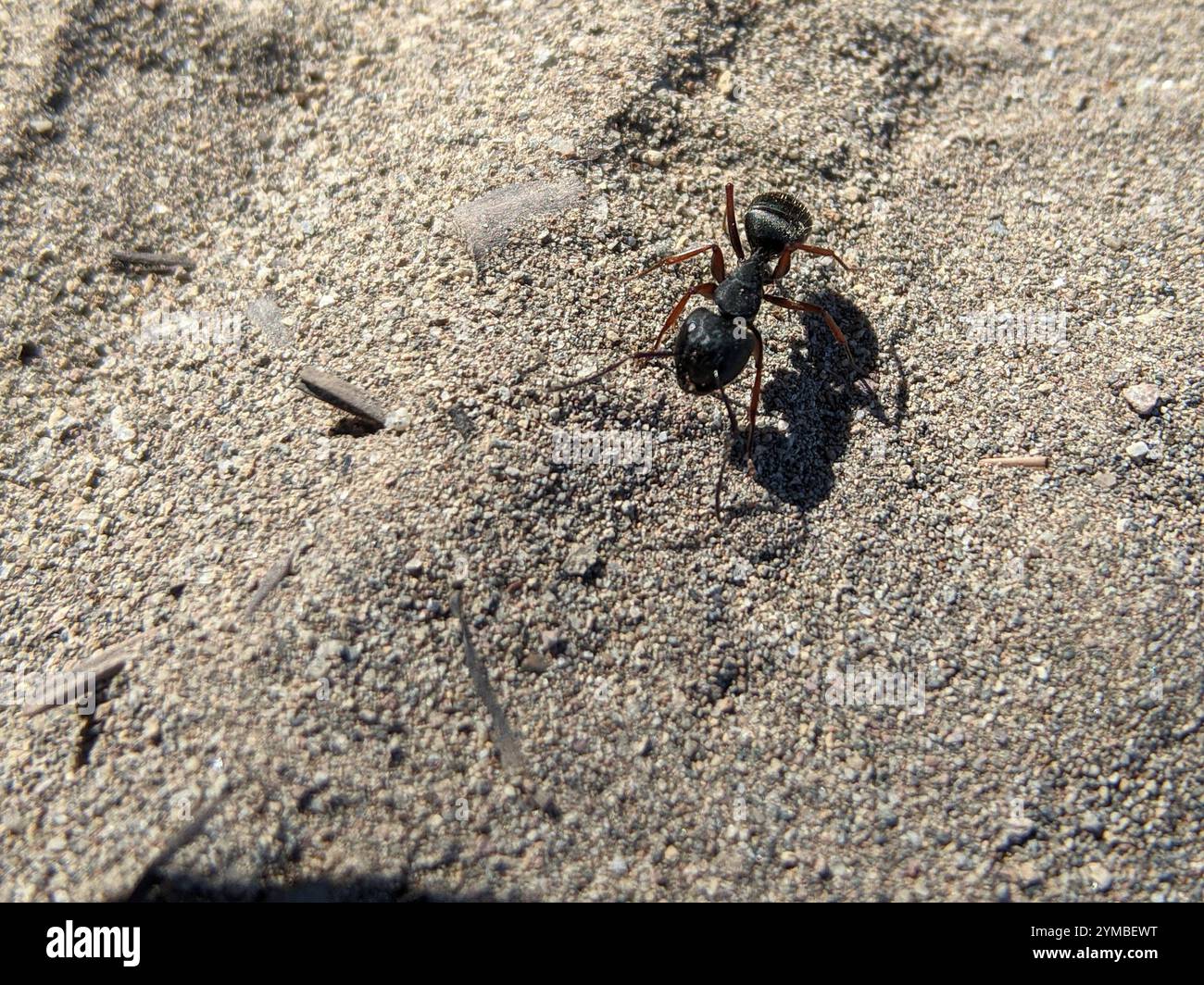 Western Black Carpenter Ant (Camponotus modoc Stock Photo - Alamy