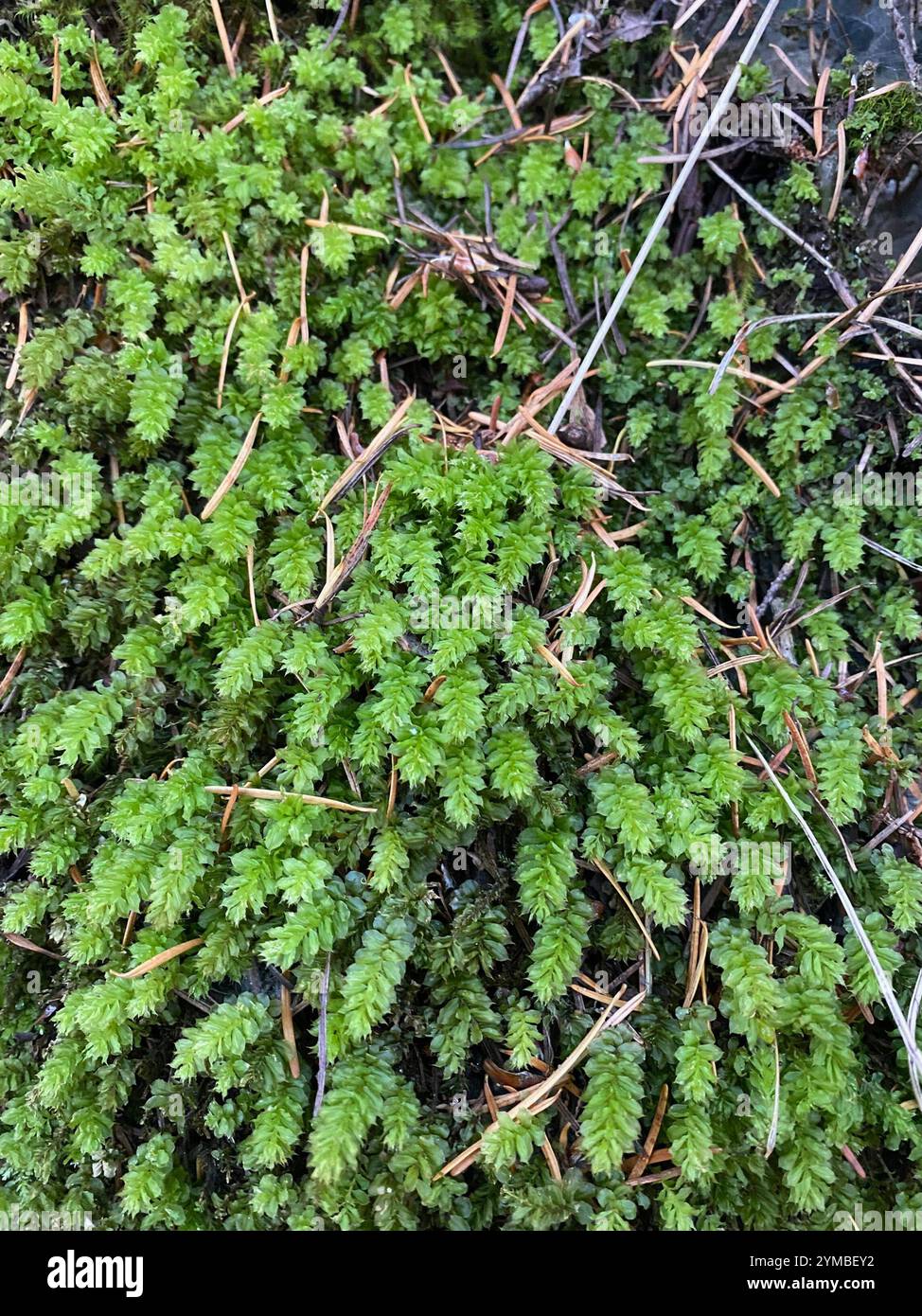 Badge Moss (Plagiomnium insigne Stock Photo - Alamy