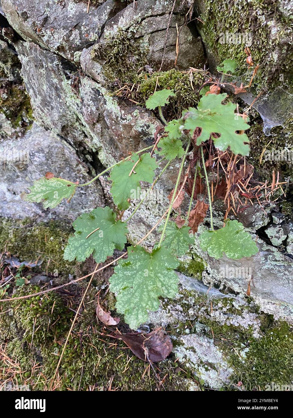 crevice alumroot (Heuchera micrantha Stock Photo - Alamy