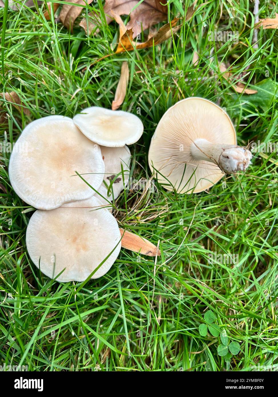 clustered clitocybe (Lepista subconnexa Stock Photo - Alamy