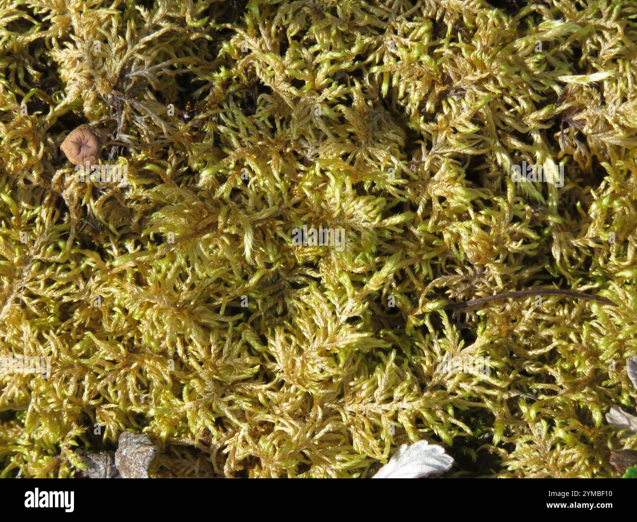 Red-stemmed Feather Moss (Pleurozium schreberi Stock Photo - Alamy