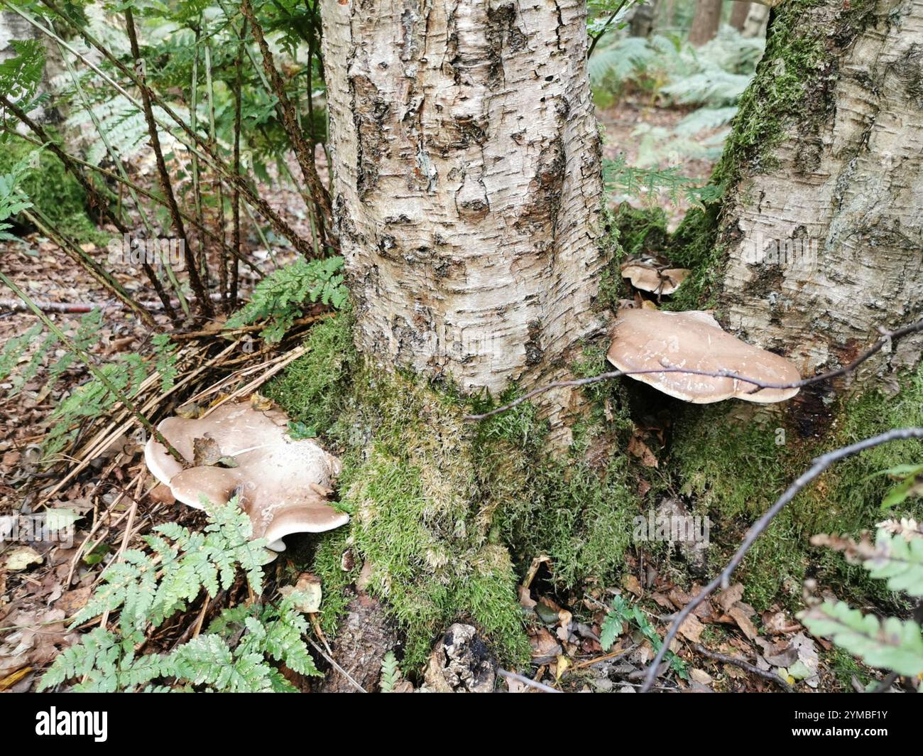 birch polypore (Fomitopsis betulina Stock Photo - Alamy