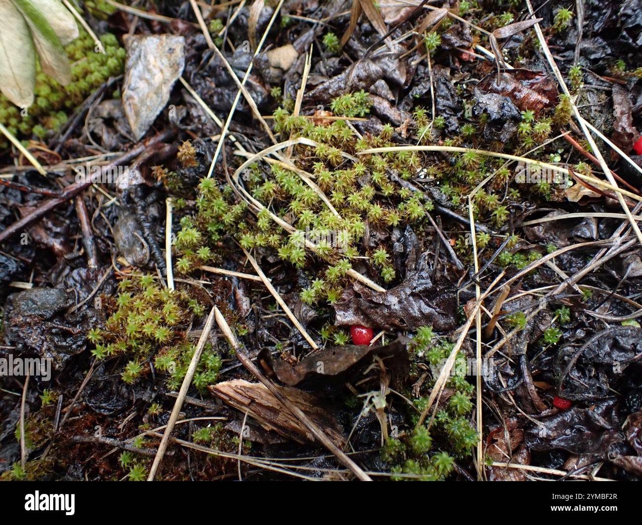 Star Moss (Syntrichia ruralis Stock Photo - Alamy