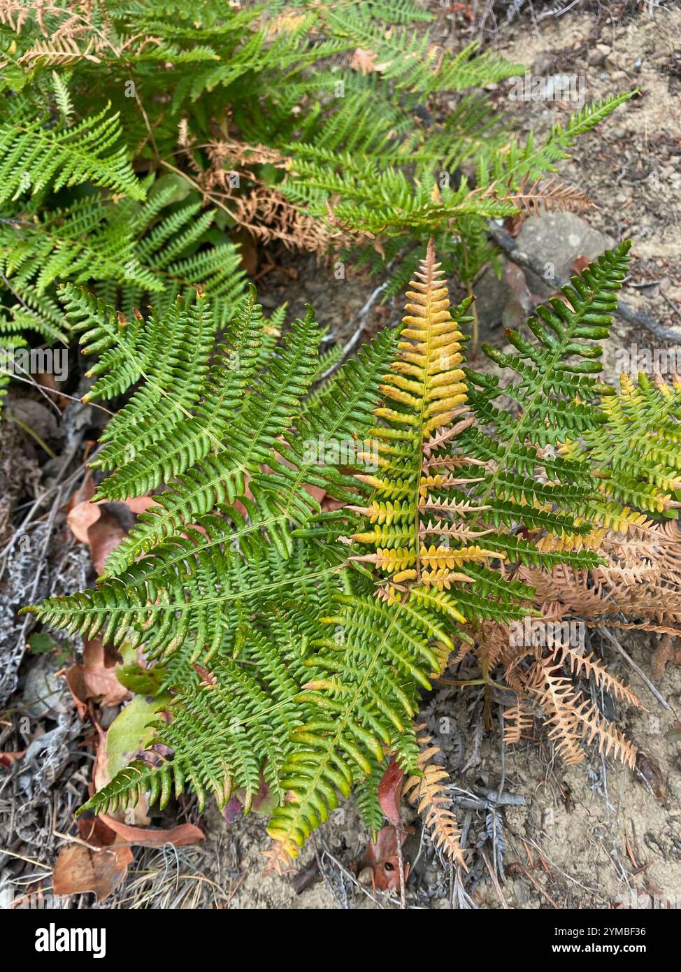 common bracken (Pteridium aquilinum Stock Photo - Alamy