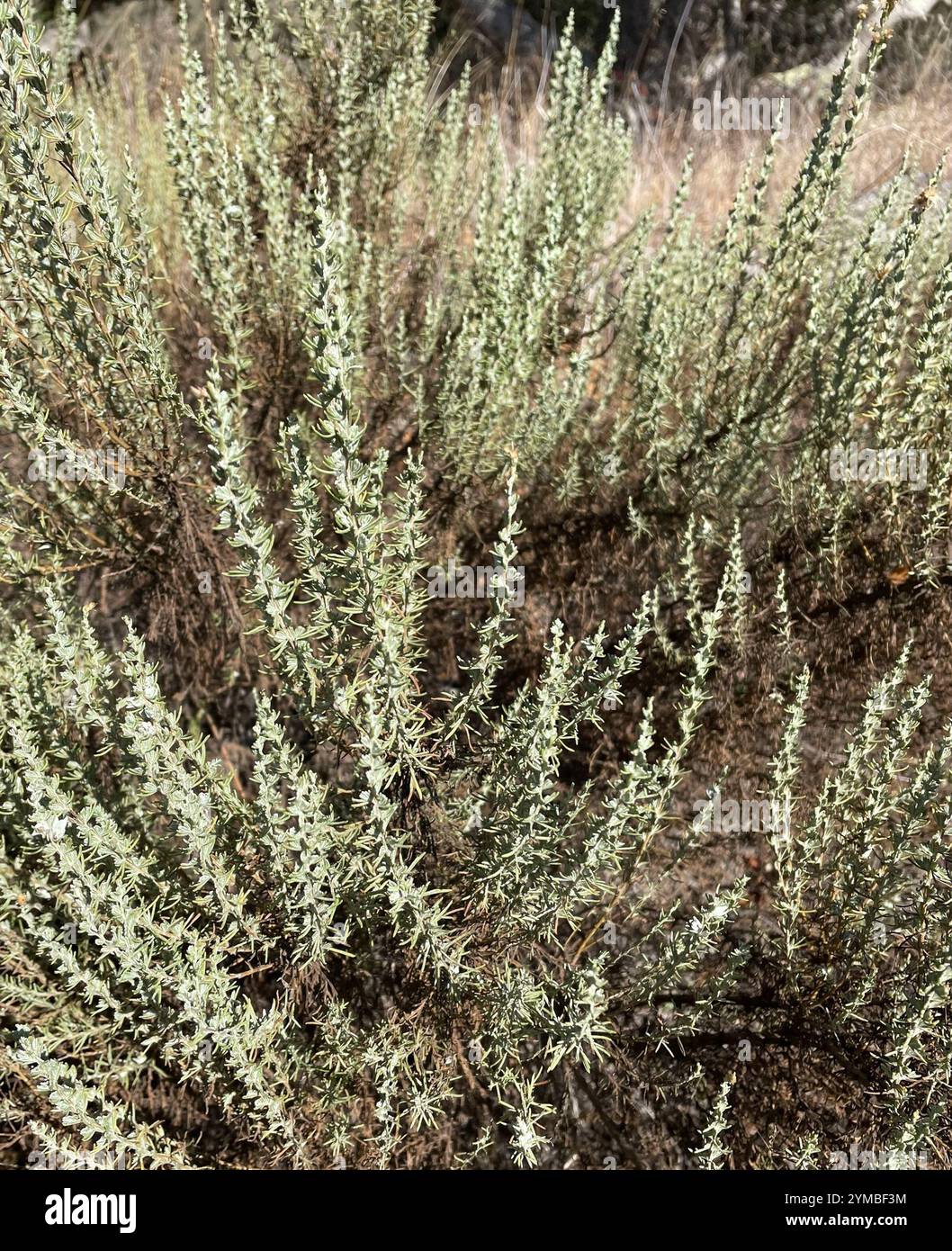 Ericameria ericoides hi-res stock photography and images - Alamy