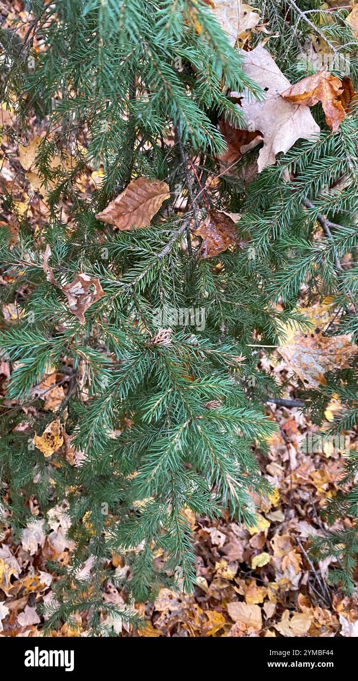 red spruce (Picea rubens Stock Photo - Alamy