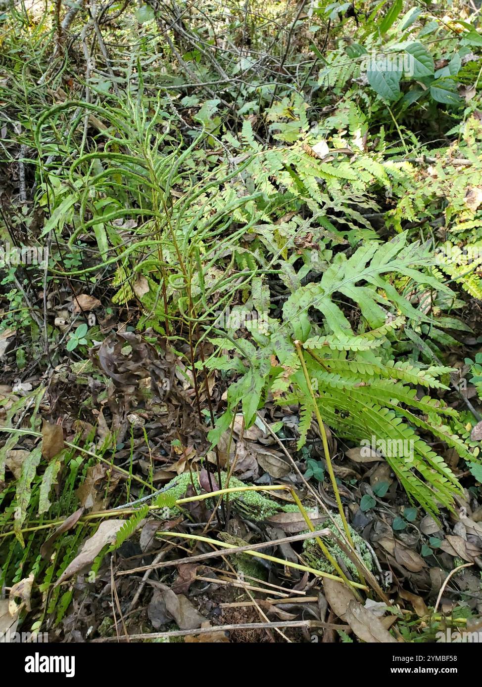 netted chain fern (Woodwardia areolata Stock Photo - Alamy