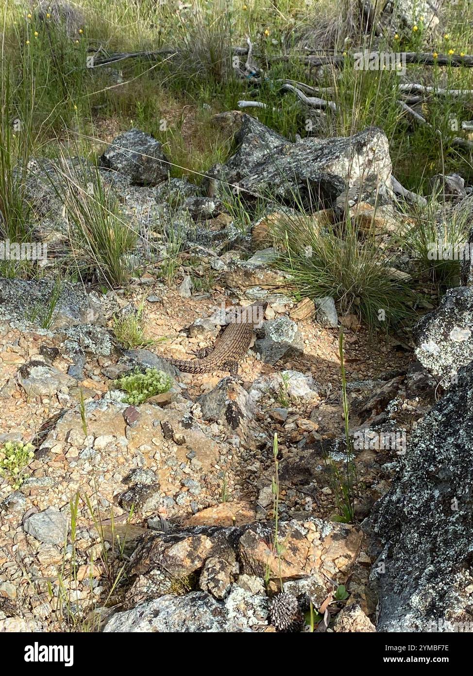 Cunningham's Skink (Egernia cunninghami Stock Photo - Alamy