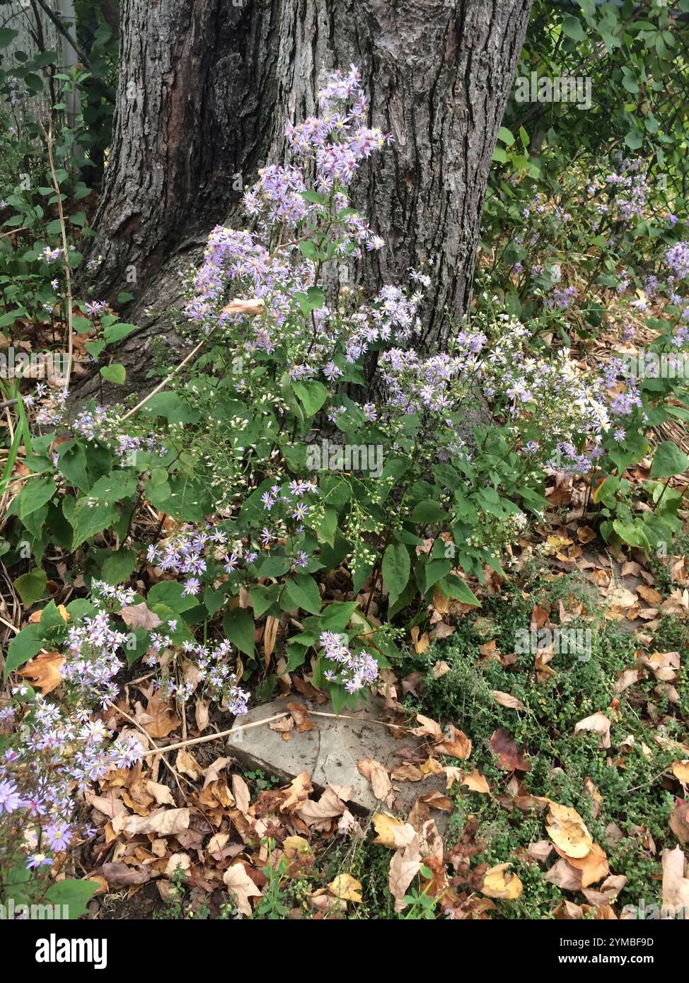 Common Blue Wood Aster (Symphyotrichum cordifolium Stock Photo - Alamy