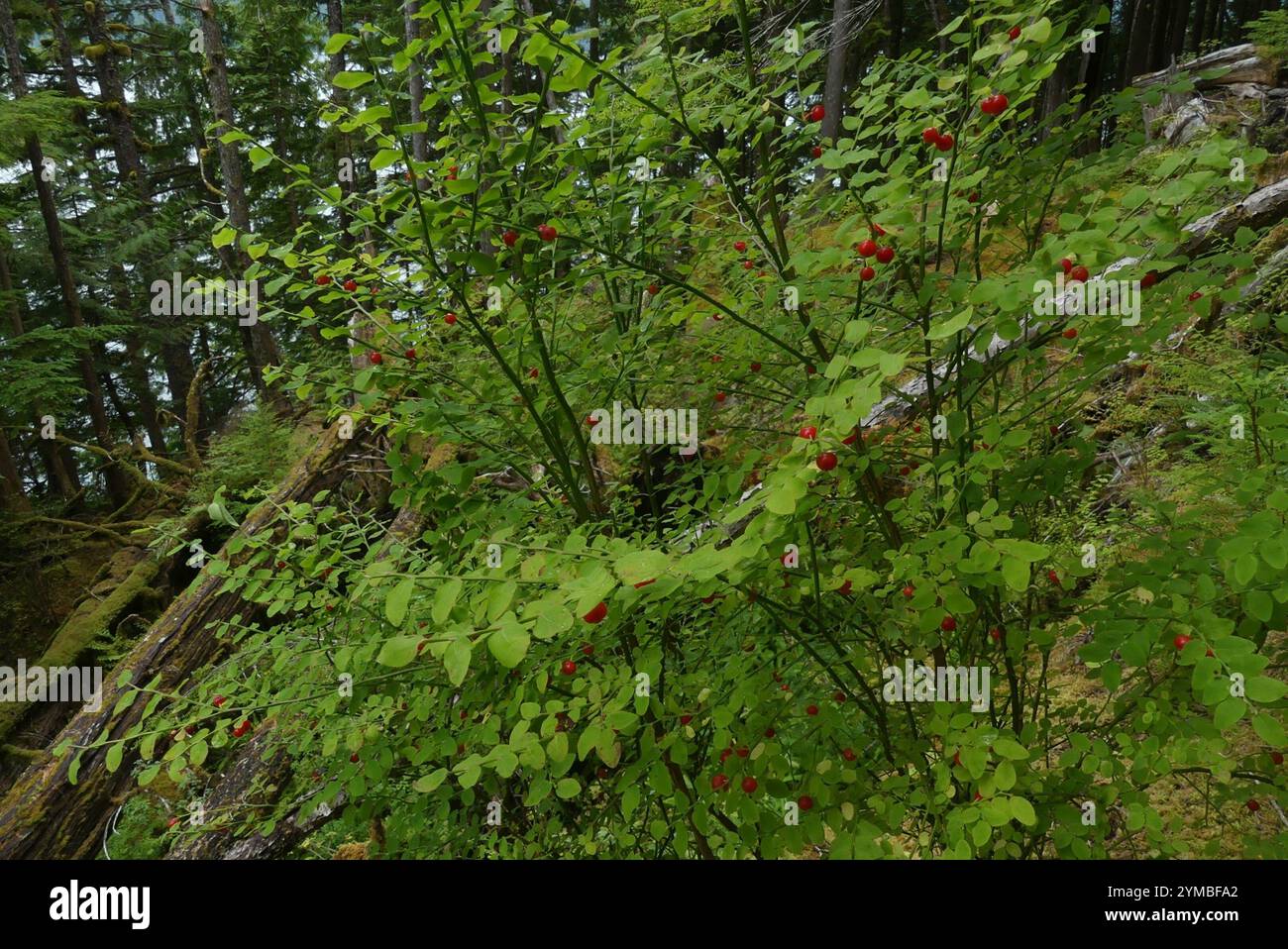 Red Huckleberry (Vaccinium parvifolium Stock Photo - Alamy