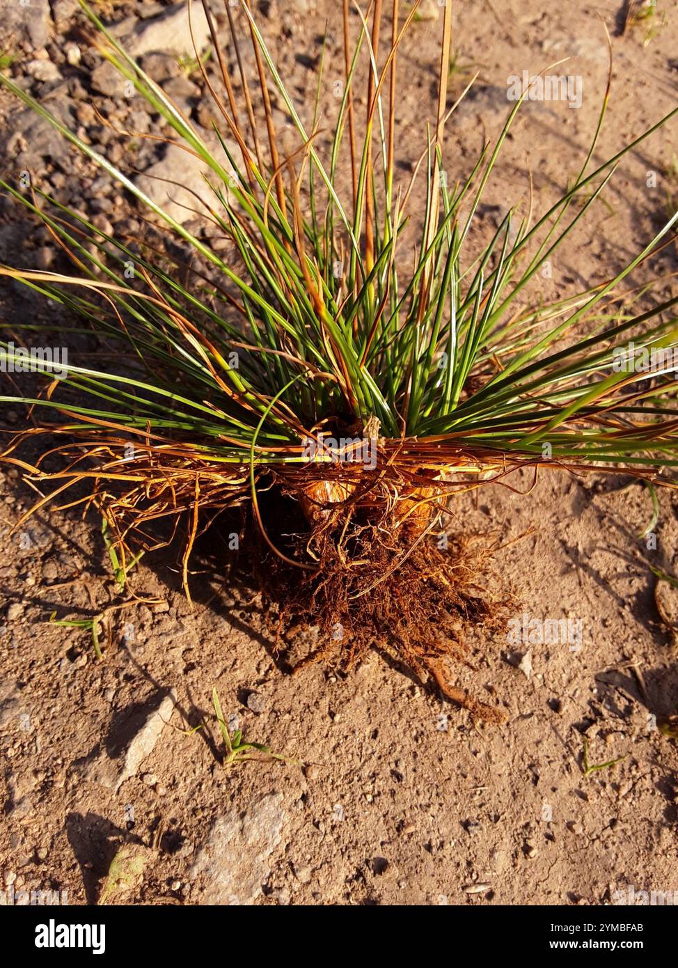 Heath rush juncus squarrosus hi-res stock photography and images - Alamy