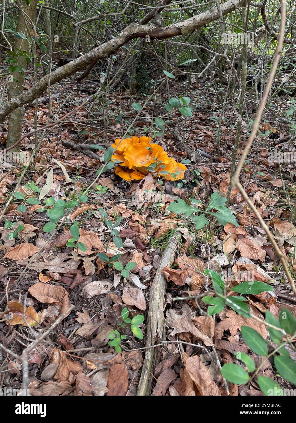 southern jack-o'-lantern (Omphalotus subilludens Stock Photo - Alamy
