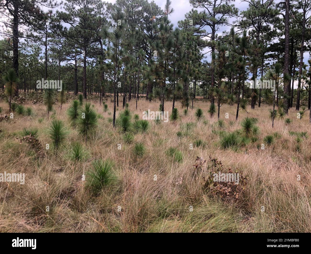 longleaf pine (Pinus palustris Stock Photo - Alamy