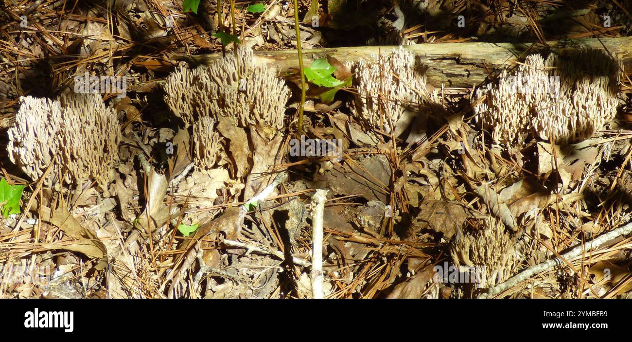 Upright Coral Fungus (Ramaria stricta Stock Photo - Alamy