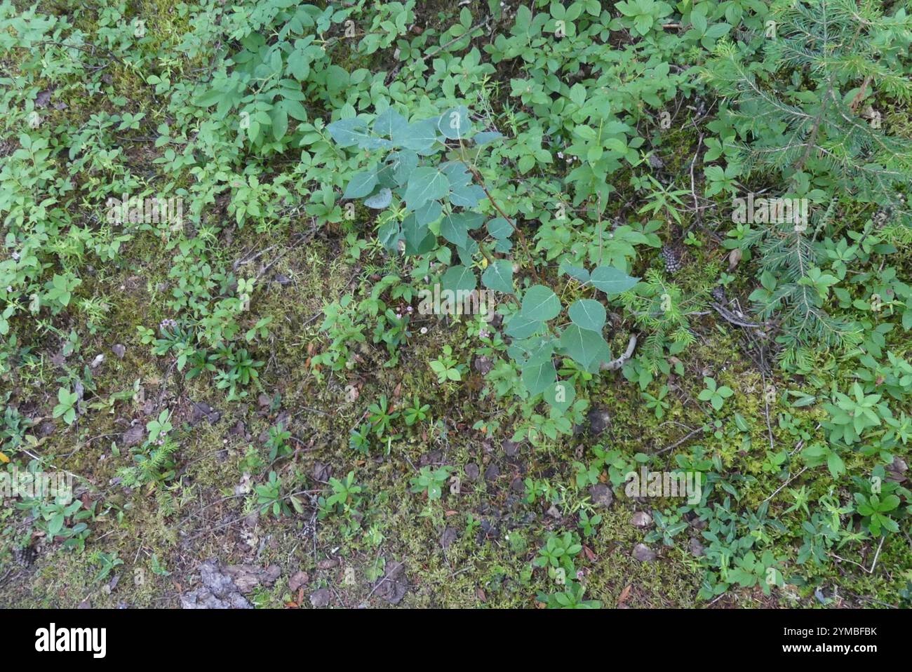 trembling aspen (Populus tremuloides Stock Photo - Alamy