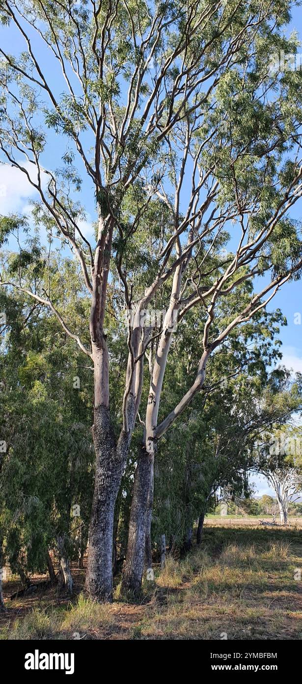 Carbeen (Corymbia tessellaris Stock Photo - Alamy