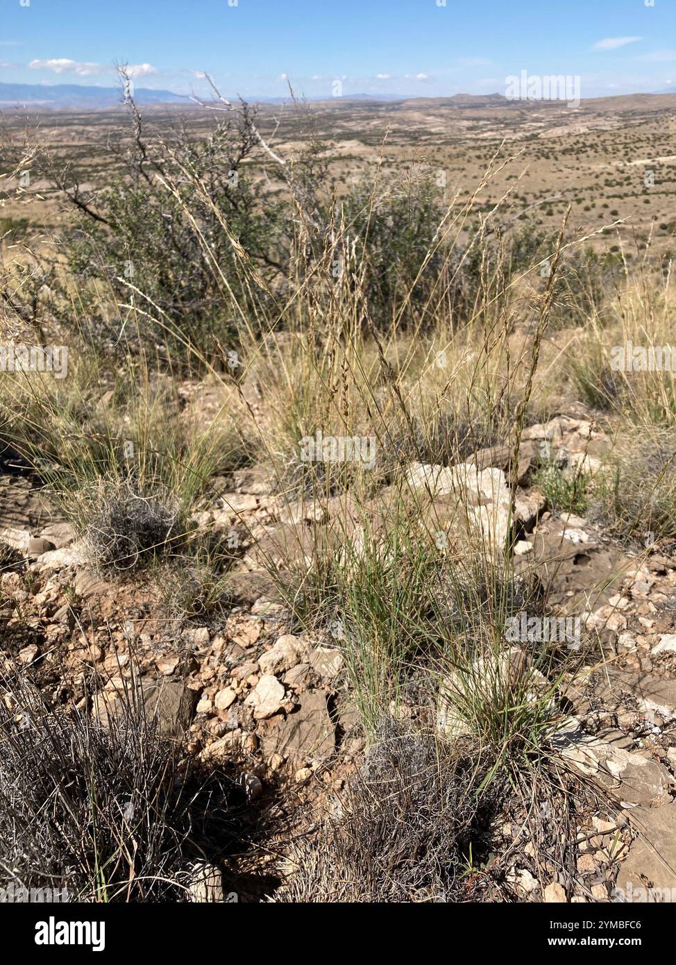 Slim Tridens (Tridens muticus Stock Photo - Alamy