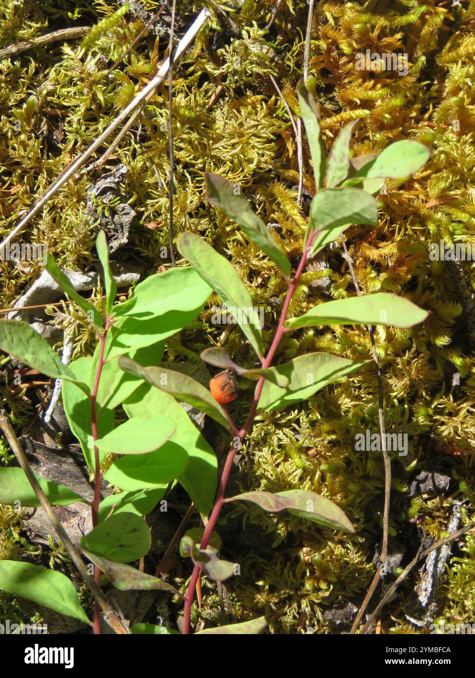 Northern Comandra (Geocaulon lividum Stock Photo - Alamy