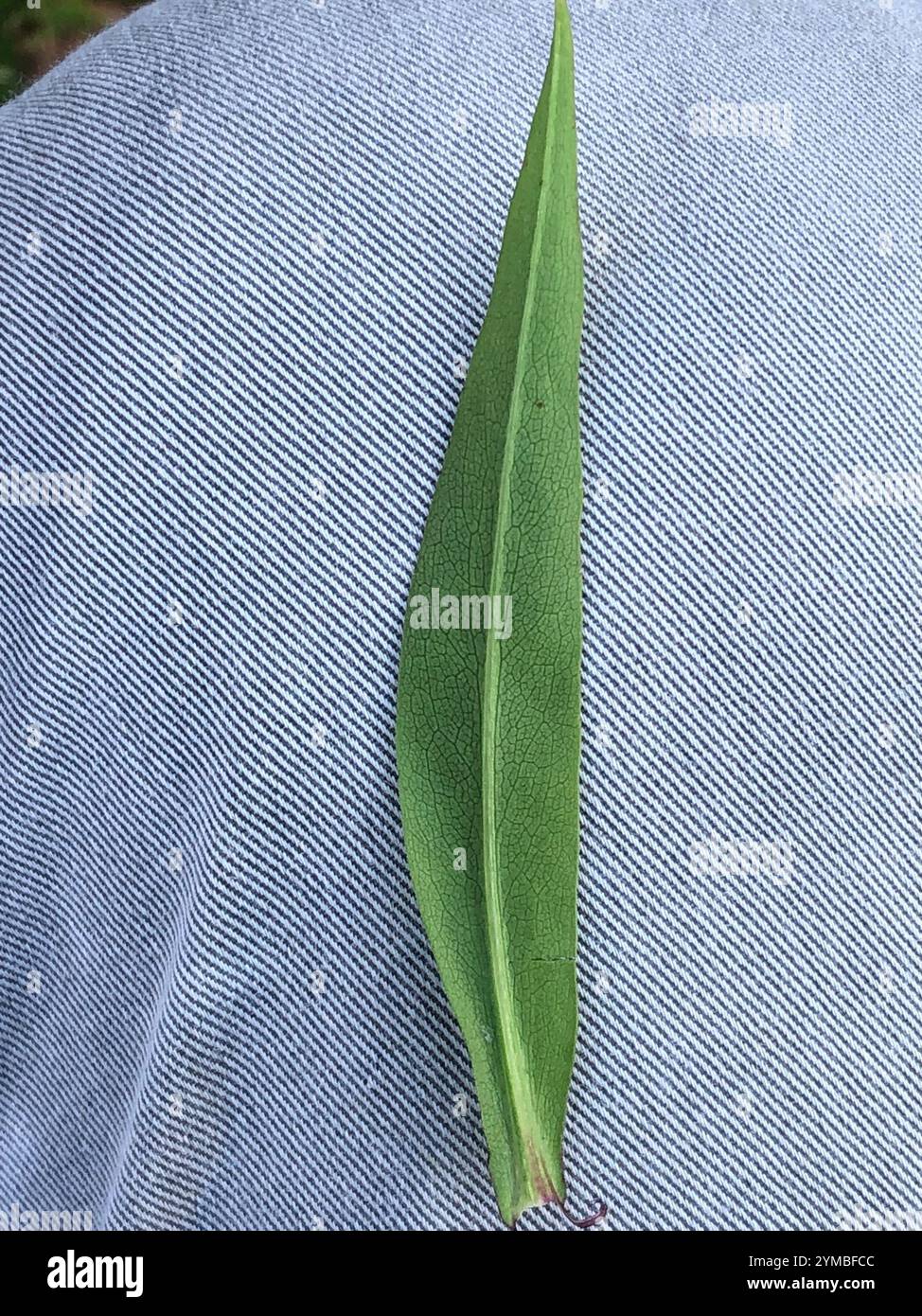 panicled aster (Symphyotrichum lanceolatum Stock Photo - Alamy