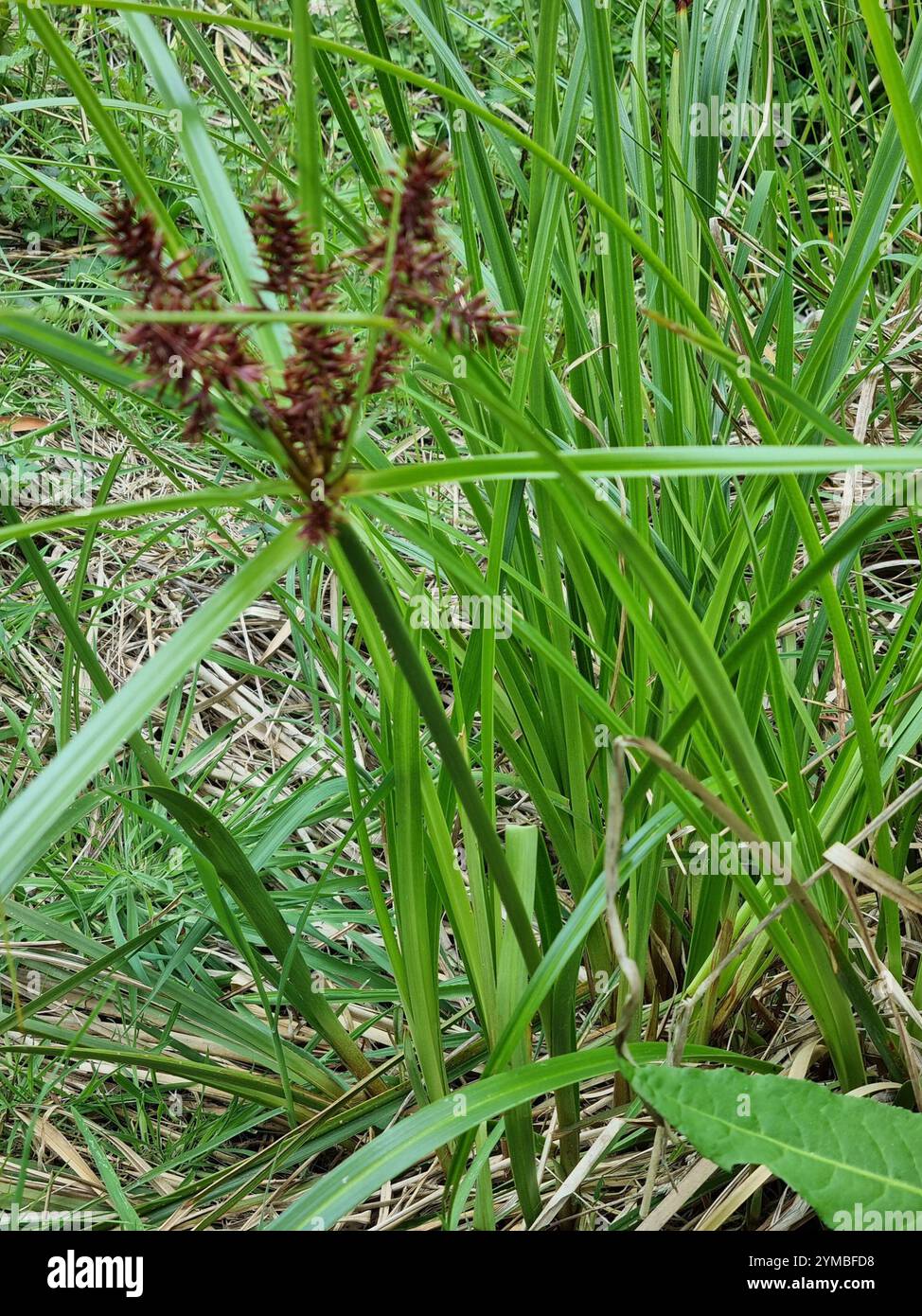 Common Leaf-rush (Cyperus lucidus Stock Photo - Alamy