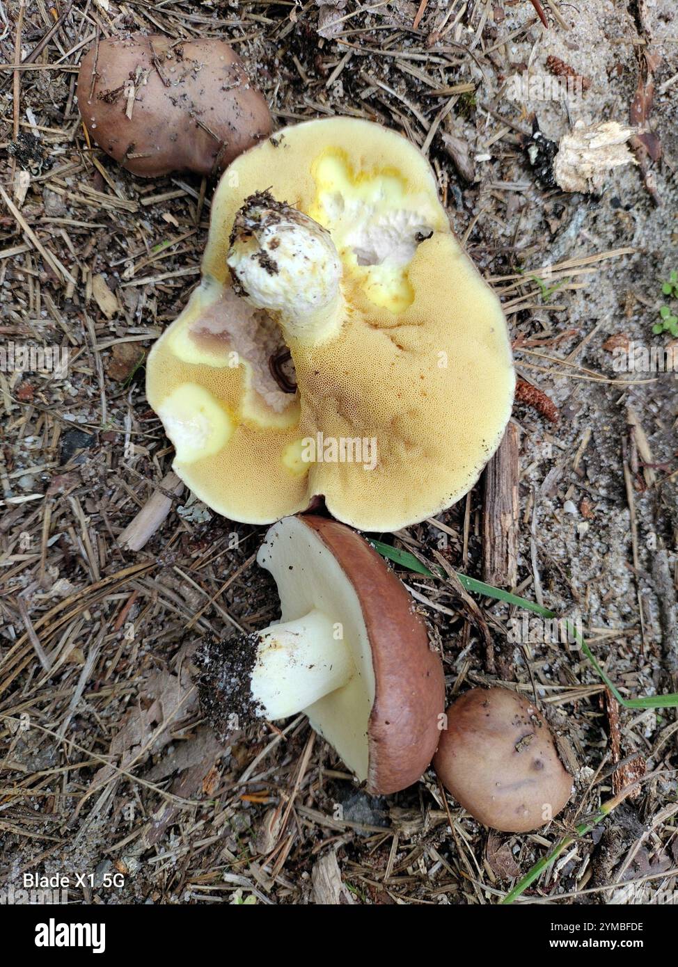 Short-stalked Suillus (Suillus brevipes Stock Photo - Alamy