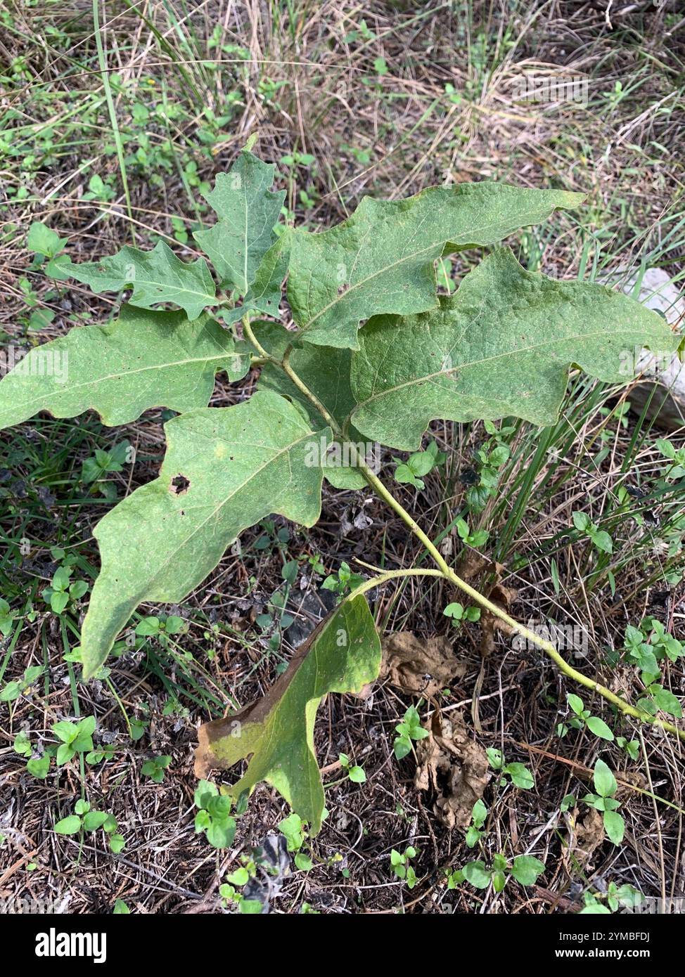 western horsenettle (Solanum dimidiatum Stock Photo - Alamy