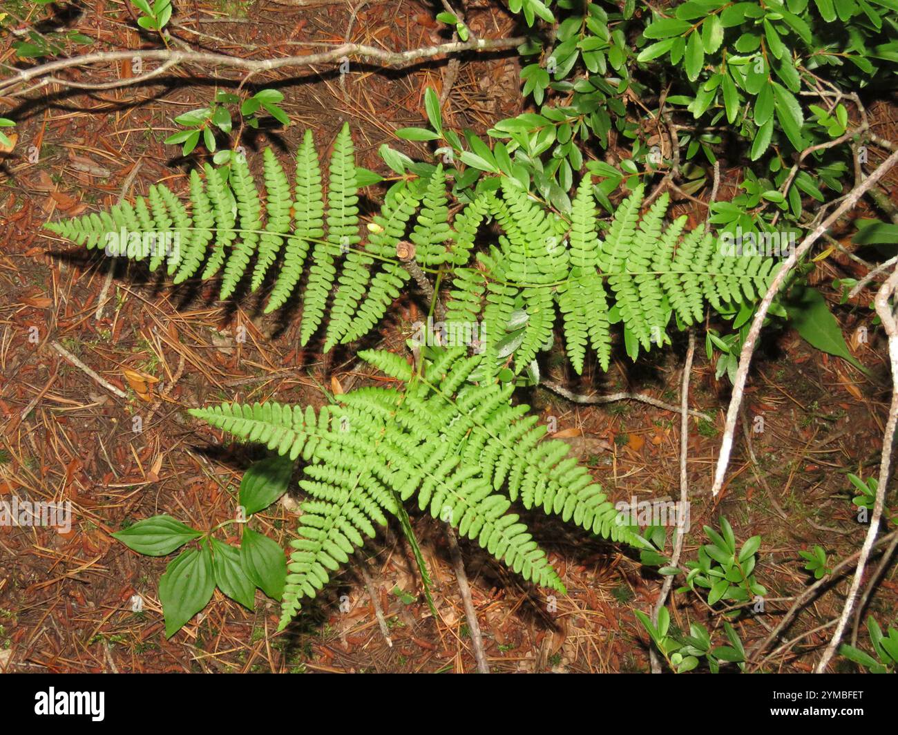 common bracken (Pteridium aquilinum Stock Photo - Alamy