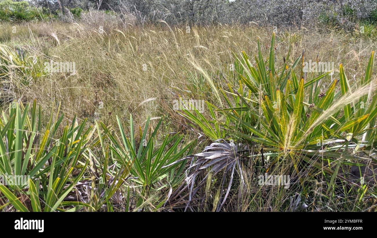 Bottlebrush Threeawn (Aristida spiciformis Stock Photo - Alamy