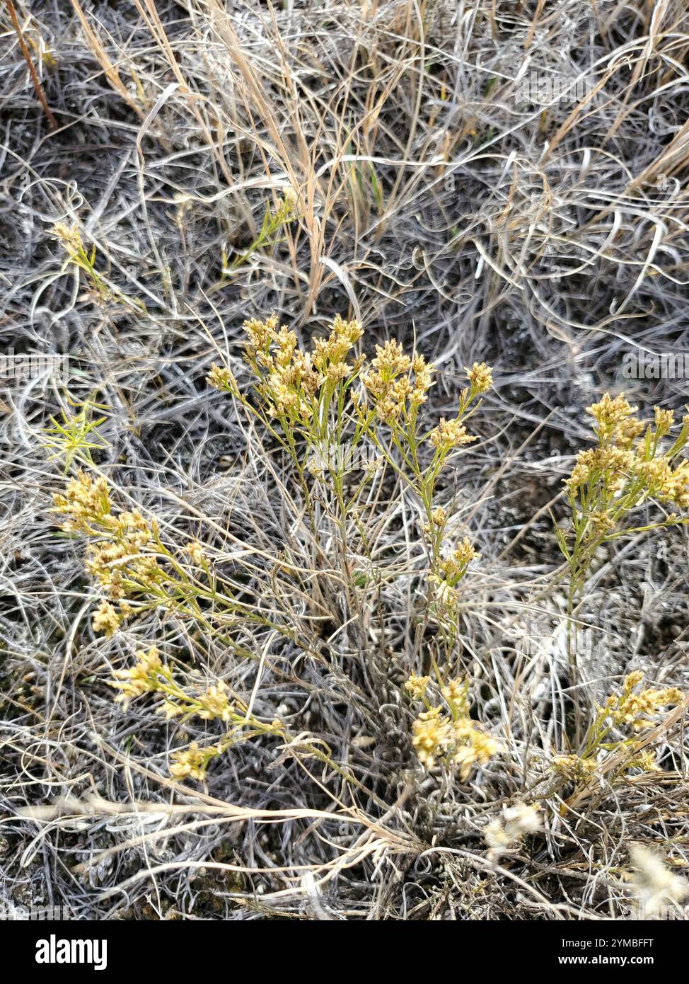 Broom Snakeweed (Gutierrezia sarothrae Stock Photo - Alamy