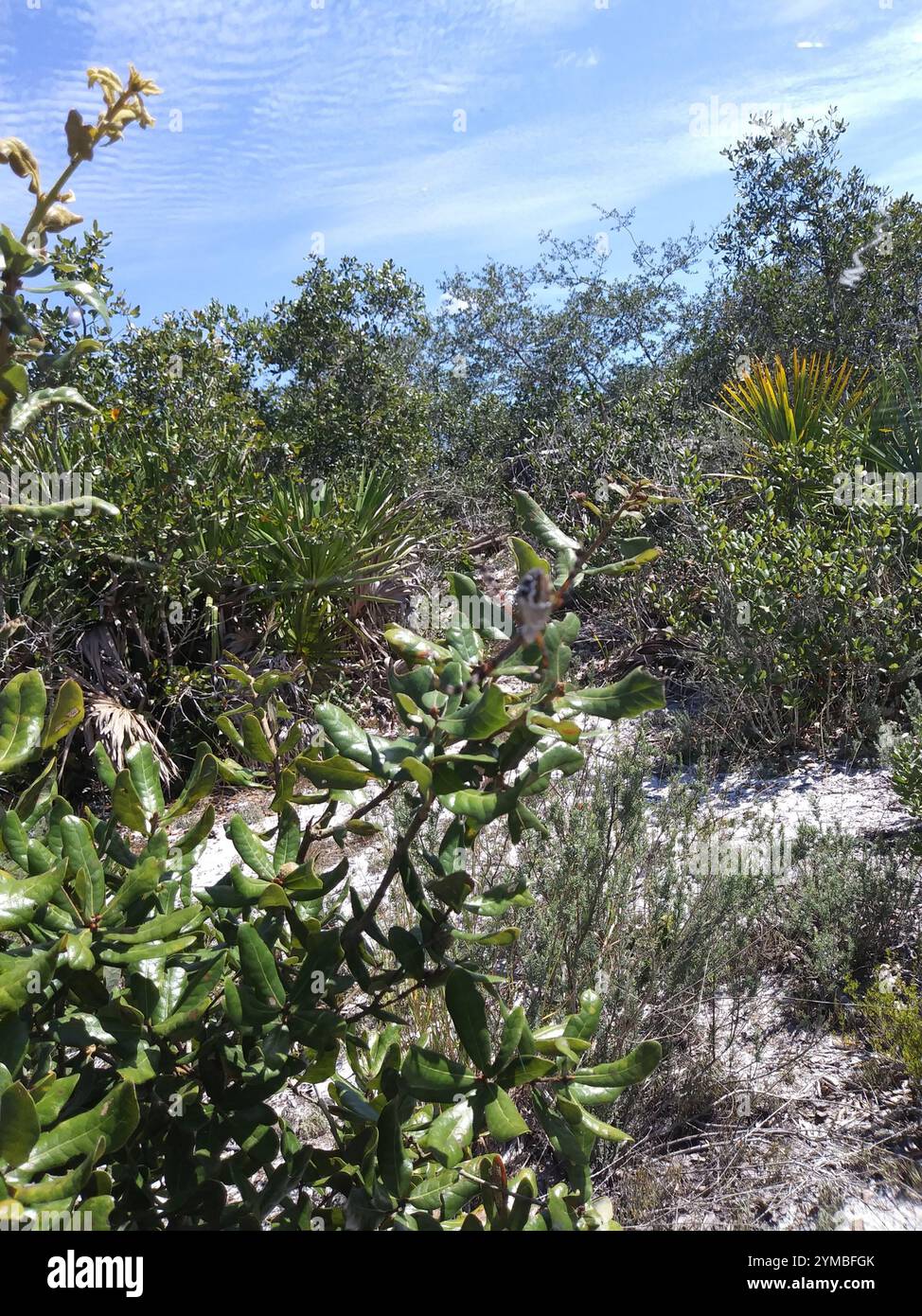 Argiope florida hi-res stock photography and images - Alamy