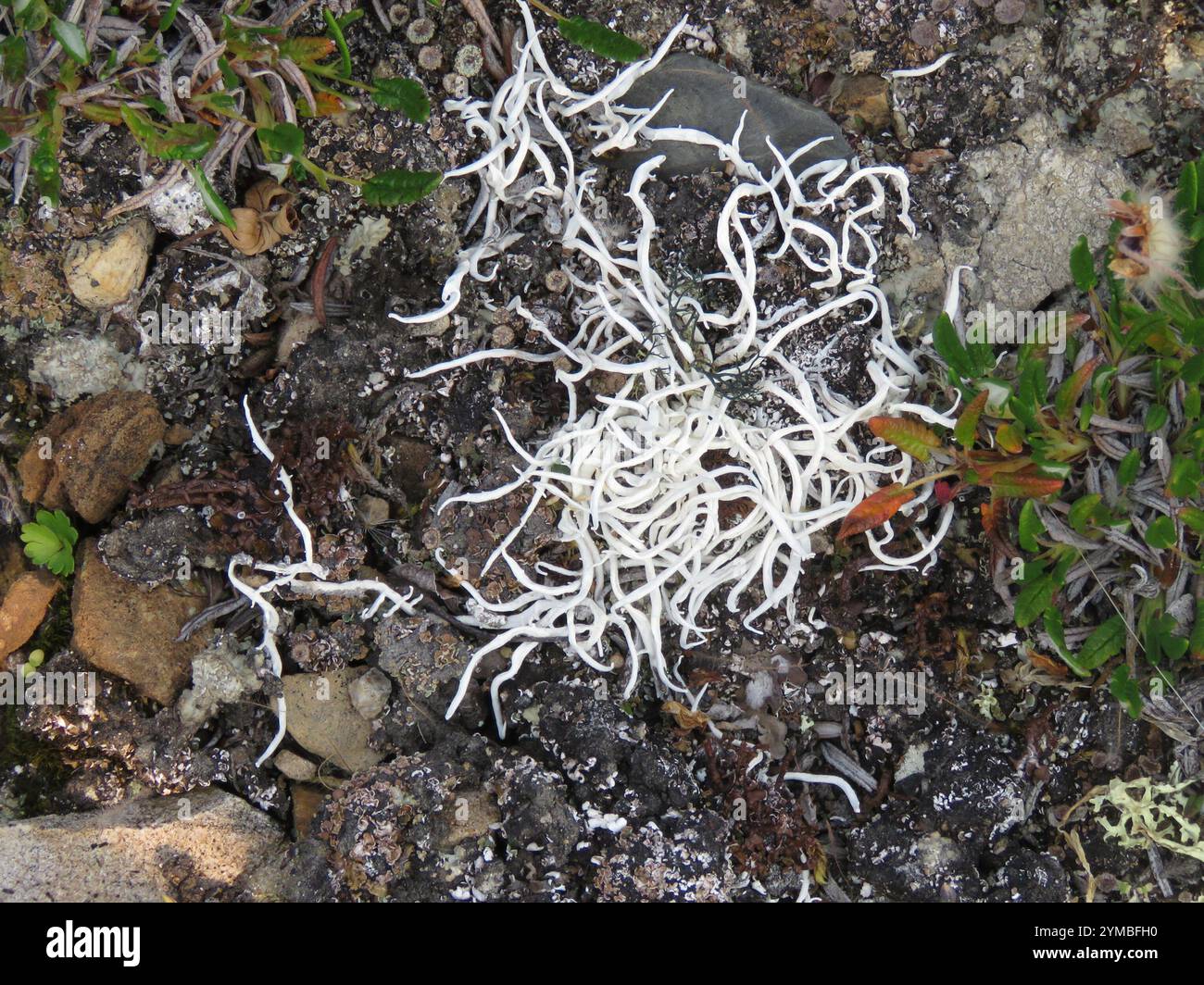 Whiteworm Lichen (Thamnolia vermicularis Stock Photo - Alamy