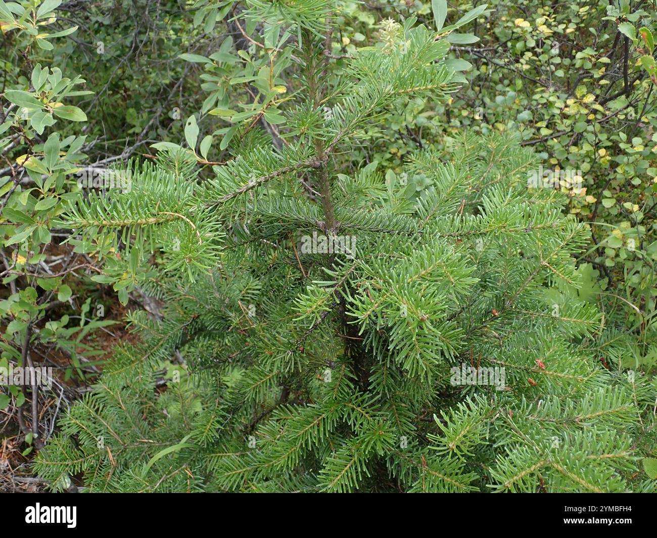 subalpine fir (Abies lasiocarpa Stock Photo - Alamy