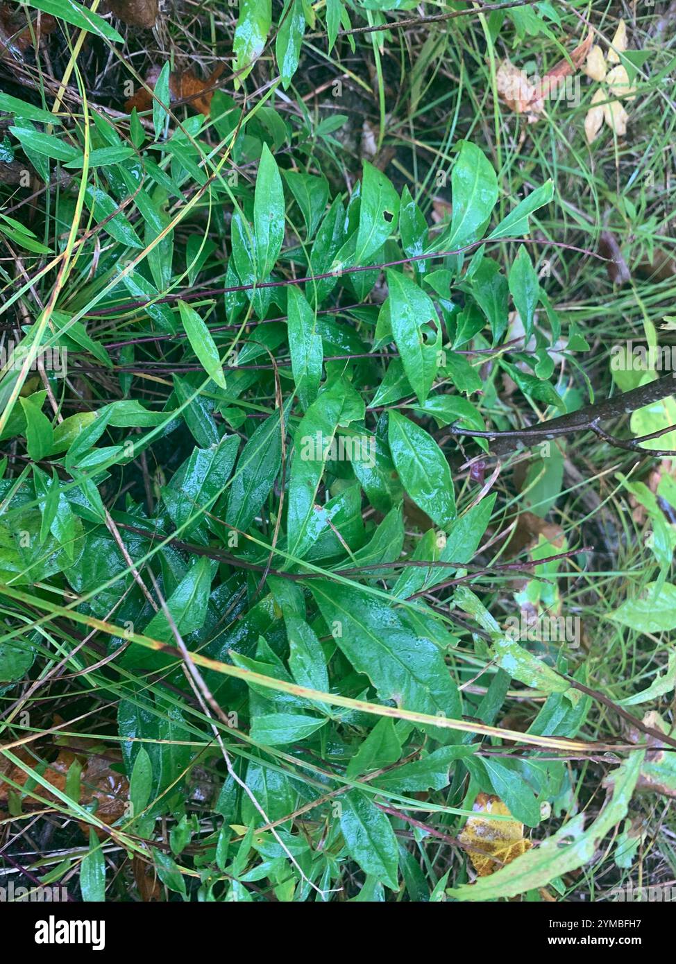 Seneca snakeroot (Senega officinalis Stock Photo - Alamy