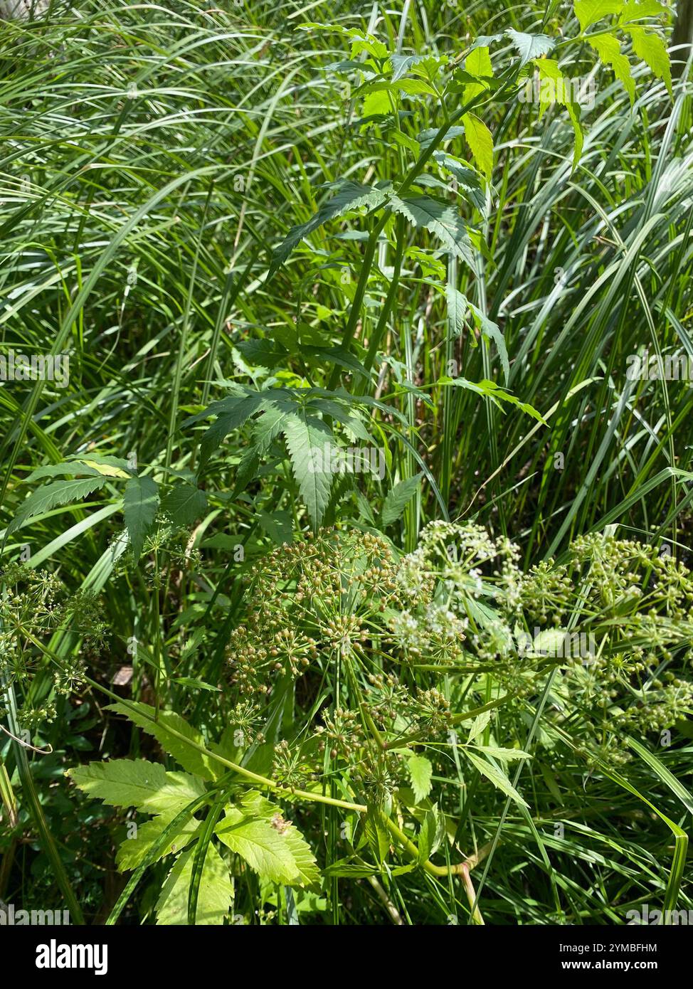 Western Water Hemlock (Cicuta douglasii Stock Photo - Alamy
