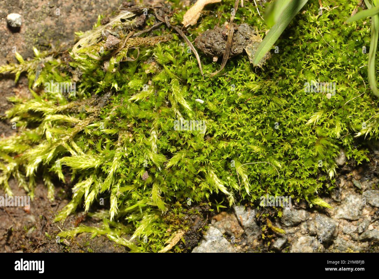 creeping feather-moss (Amblystegium serpens Stock Photo - Alamy