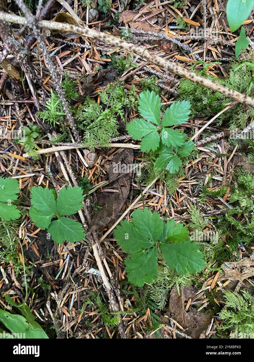 Five-leaf Dwarf Bramble (Rubus pedatus Stock Photo - Alamy
