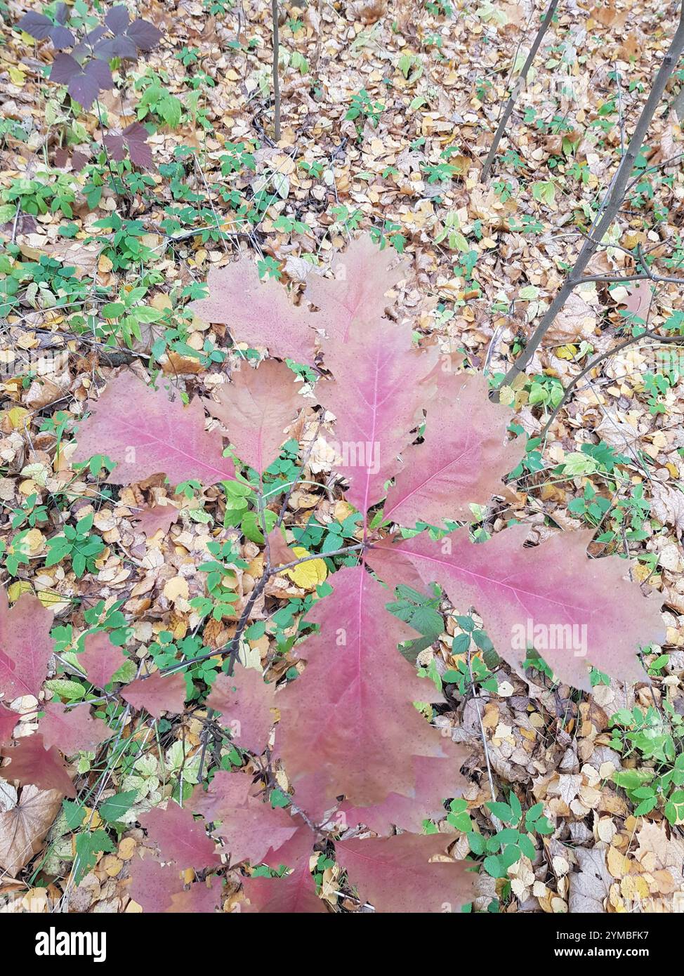 northern red oak (Quercus rubra Stock Photo - Alamy