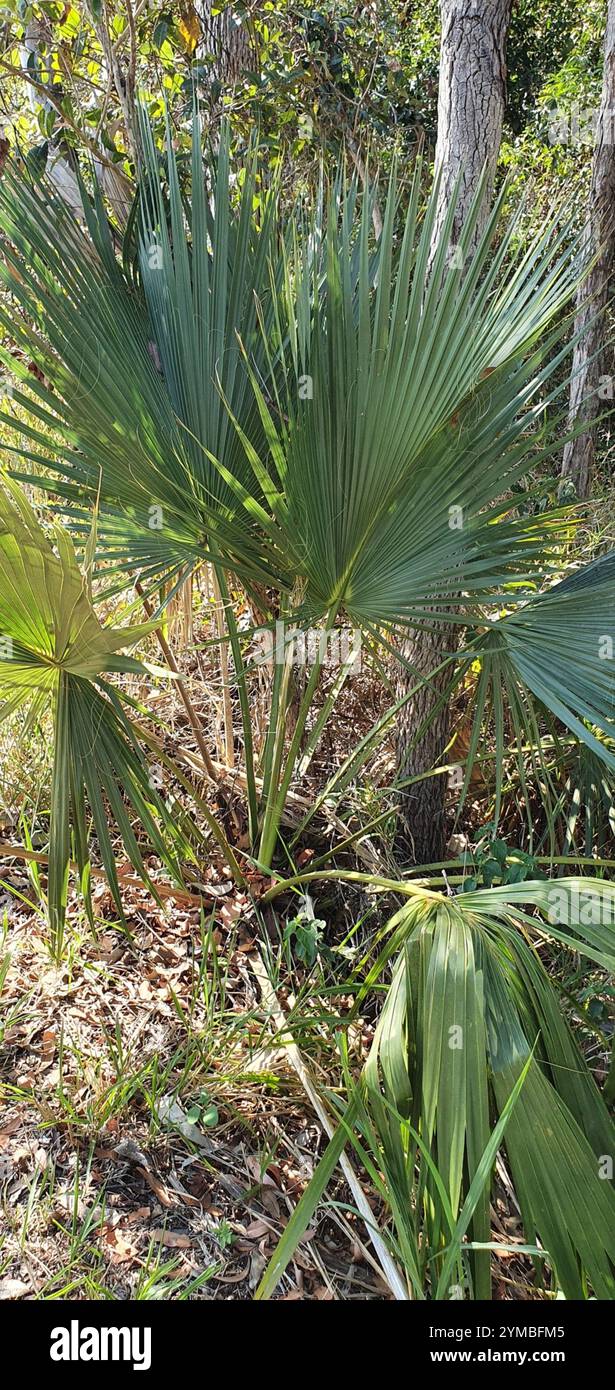 Australian Fan Palm (Livistona australis Stock Photo - Alamy
