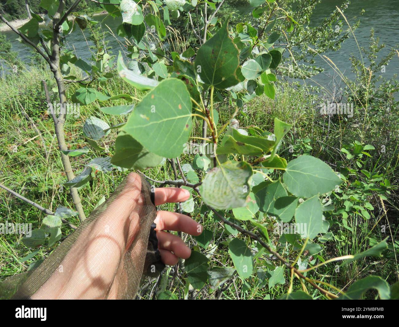 trembling aspen (Populus tremuloides Stock Photo - Alamy