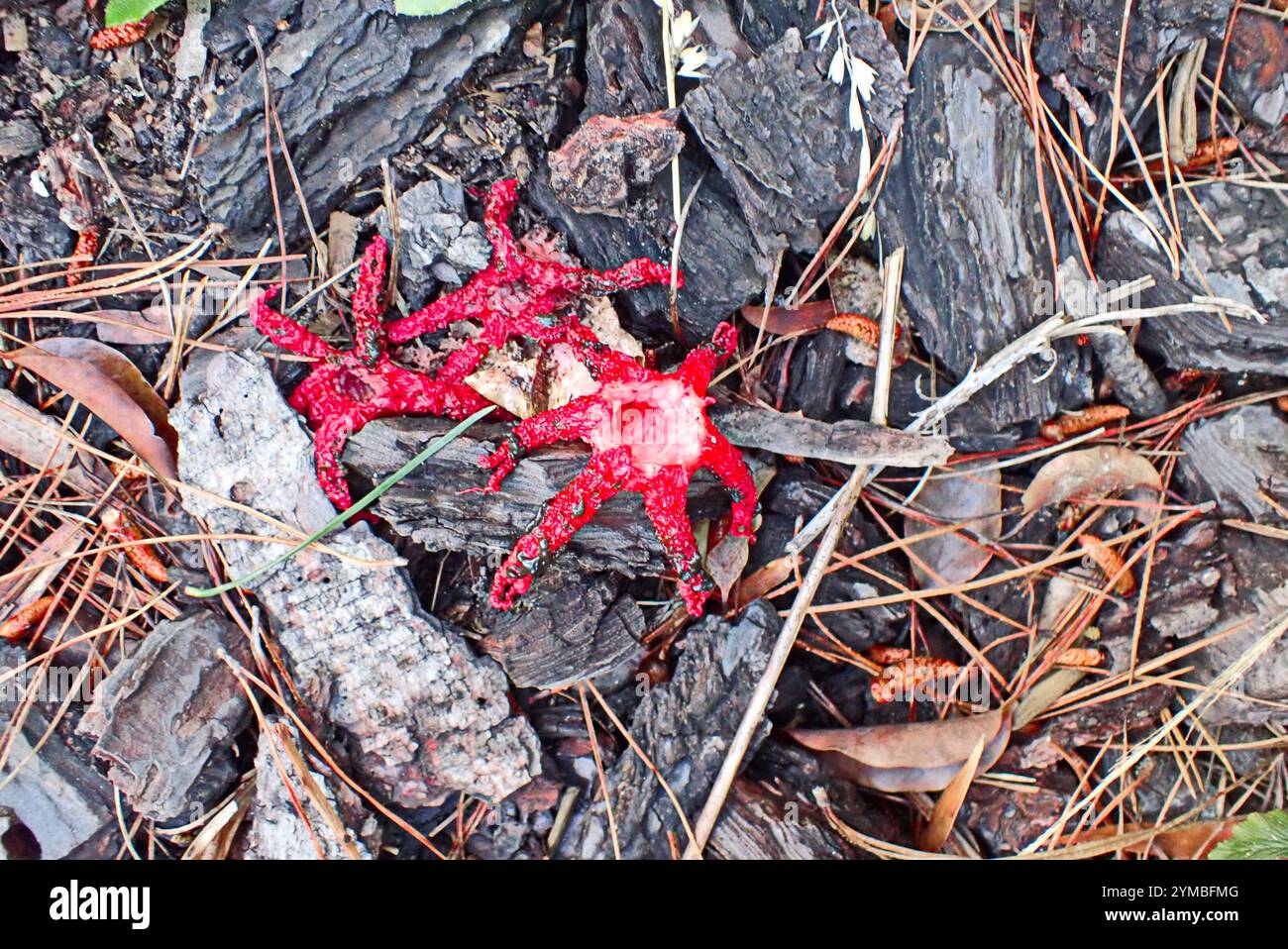 devil's-fingers (Clathrus archeri Stock Photo - Alamy