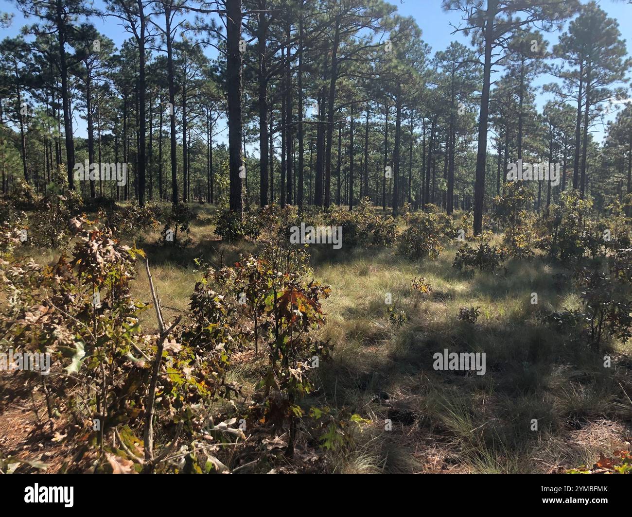 longleaf pine (Pinus palustris Stock Photo - Alamy