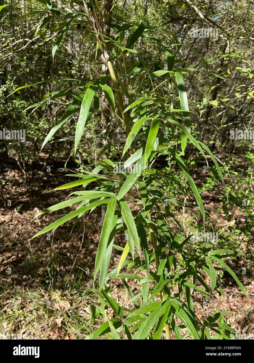 Arundinaria gigantea hi-res stock photography and images - Alamy