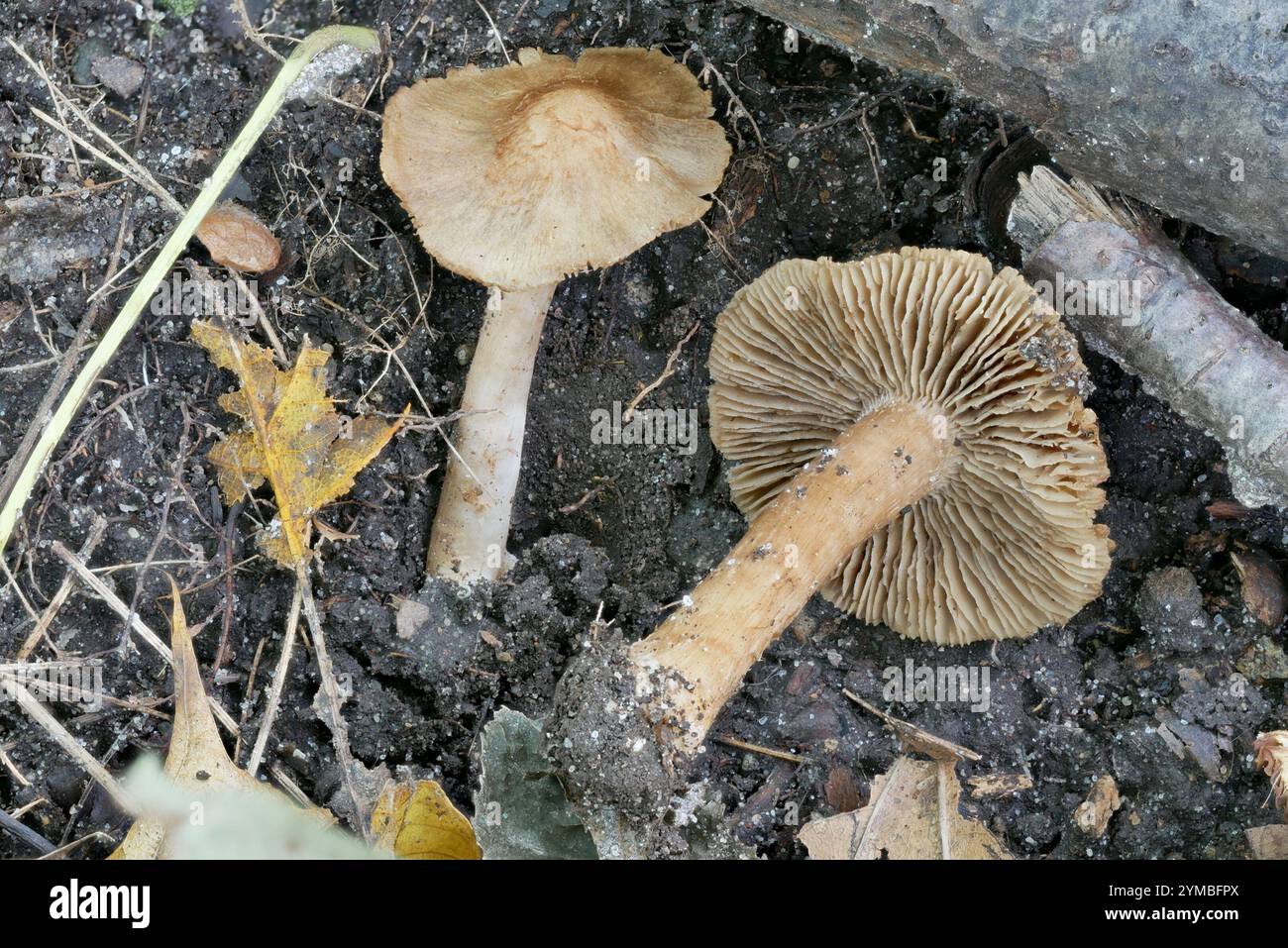 Fiber Caps (Inocybe Stock Photo - Alamy